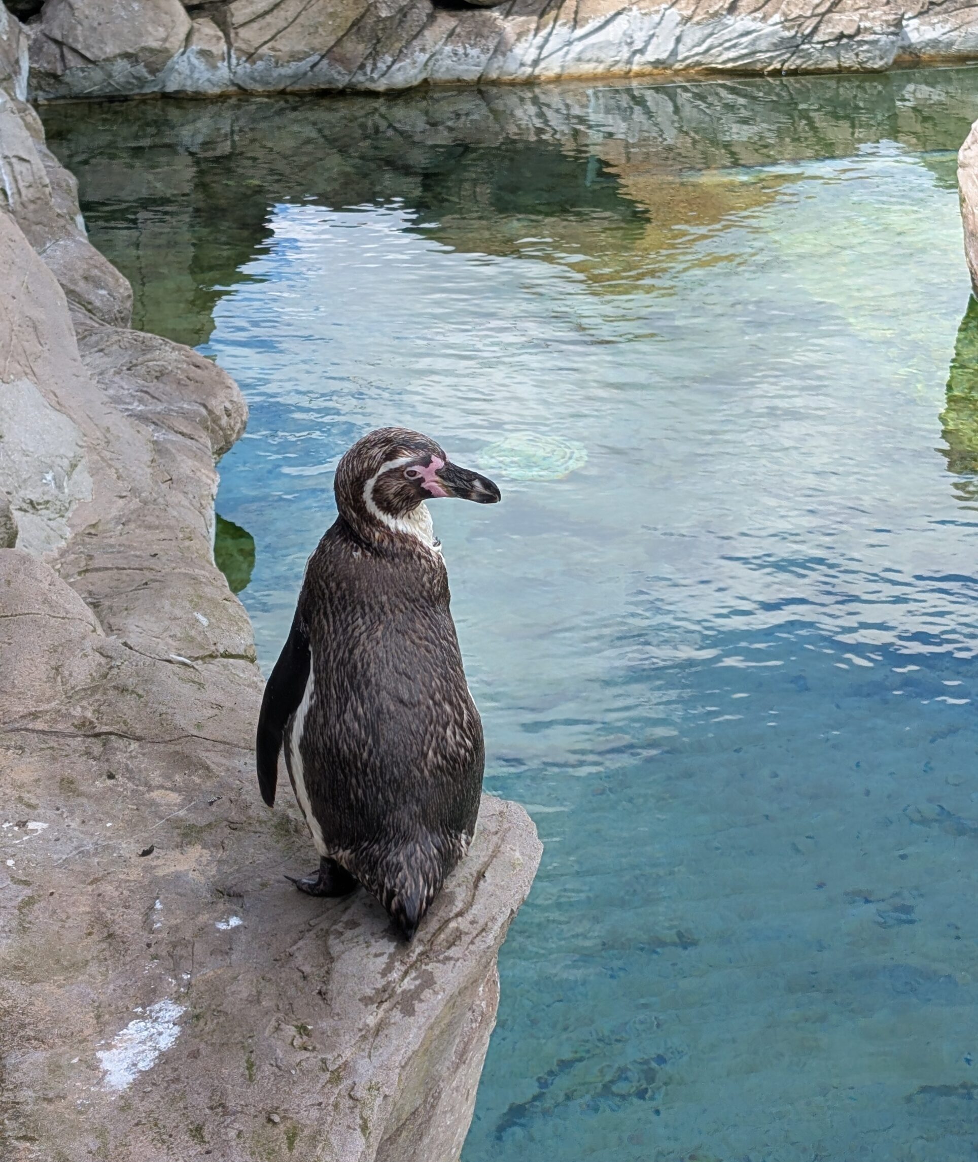 Mini Keeper Experience at Peak Wildlife Park: A Parent's Review ...